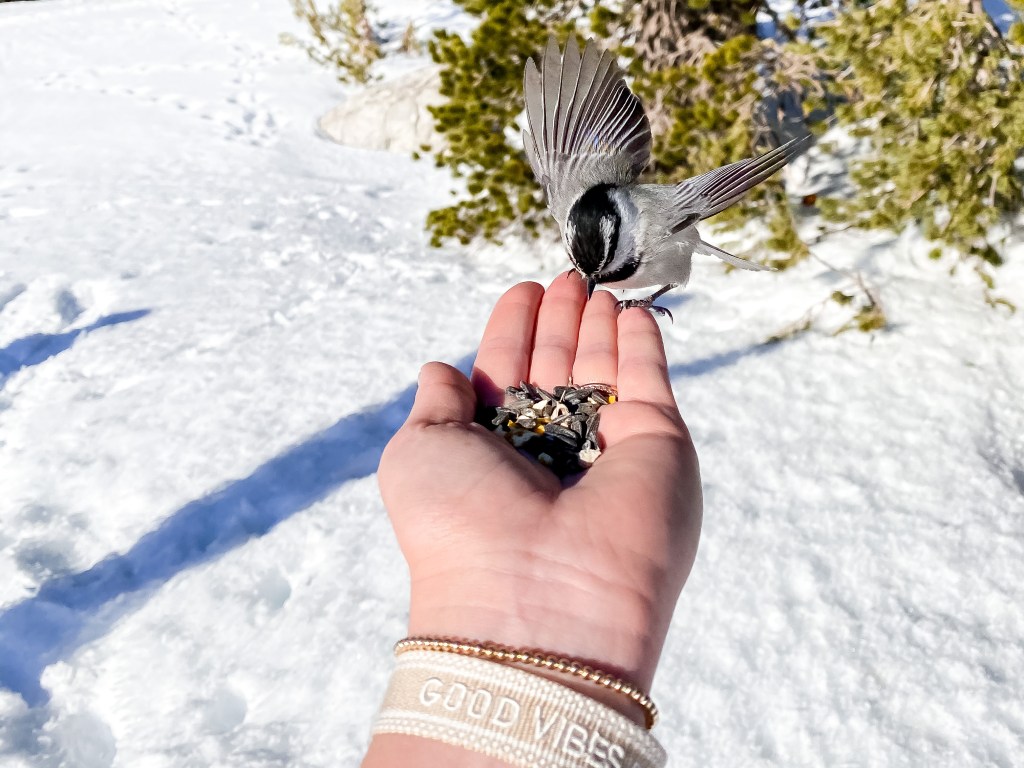 Trail Review: Snowshoeing Chickadee Ridge – Tahoe Meg